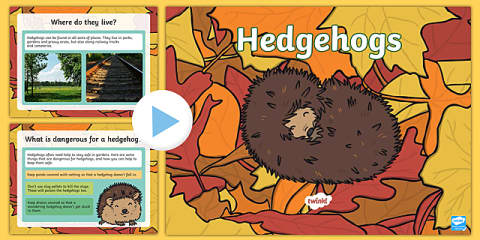 All About Hedgehogs Fact Files