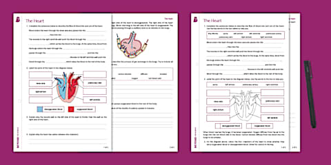 Graph Rules Checklist | KS3 Science | Beyond