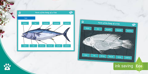 Parts of the Body of a Fish - Labelling Activity