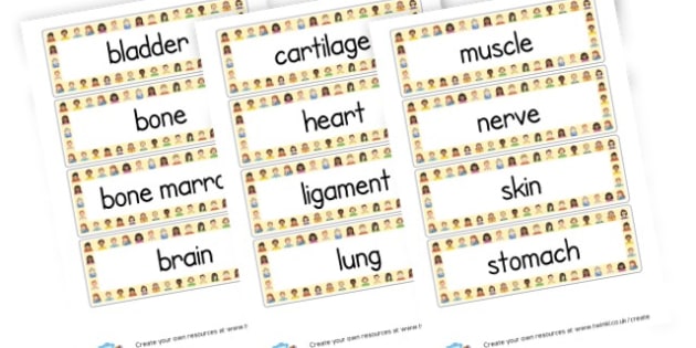 How Humans Work - Body Vocabulary Cards (teacher made)