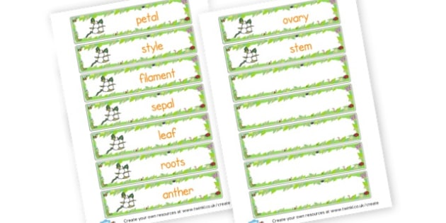 Parts of a Flower Label (teacher made)