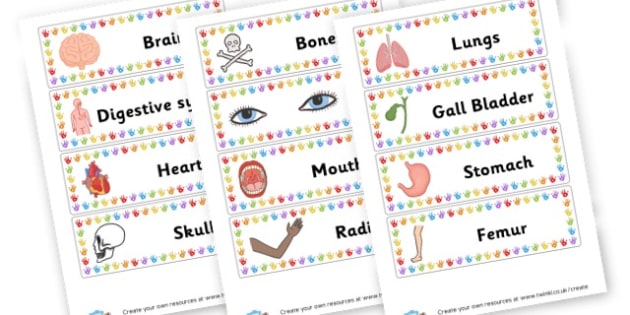 Body labels (teacher made)