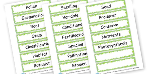 Plant Life Cycles Word Cards