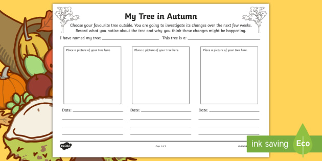Autumn Tree Investigation Worksheet / Worksheet