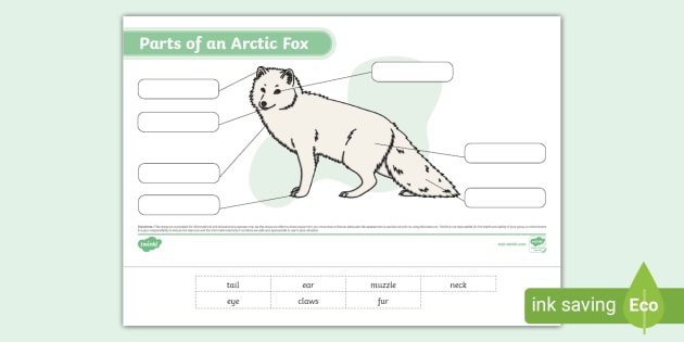 A Arctic Fox Label The Parts Of The Arctic Fox By Regina A+ Arctic