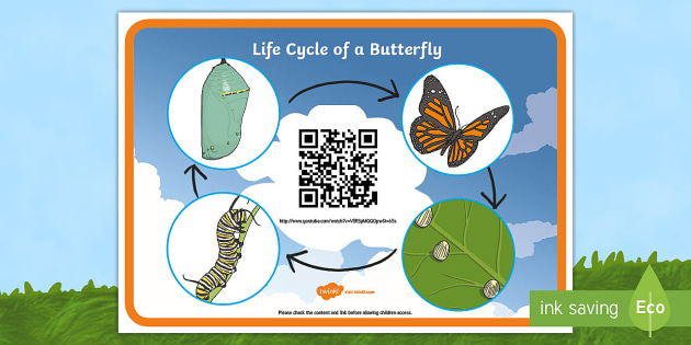 Life Cycle of a Butterfly Code Hunter - USA Early Childhood Science: Life