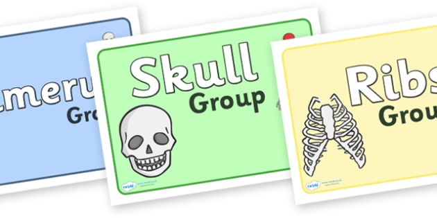 FREE! - Bones Of The Body Class Group Signs (teacher made)