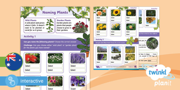 Year 1 Science Features of Plants Interactive Activity 1