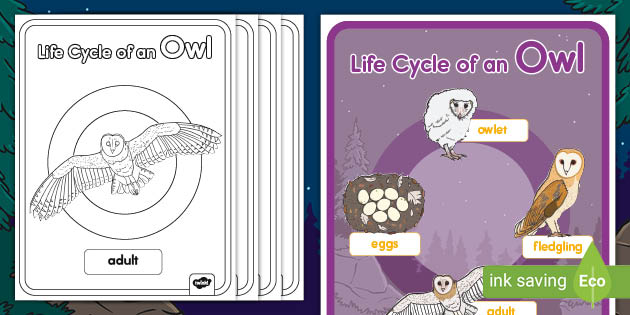 Barn Owl Life Cycle Diagram | Primary Resources - Twinkl