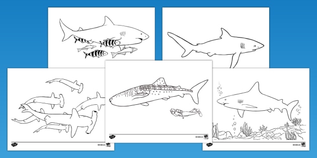 sharks coloring pages