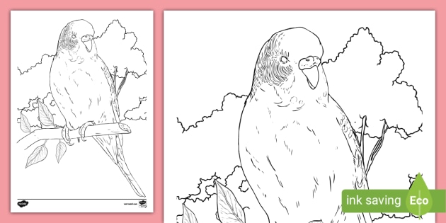 FREE! - Parakeet Bird Colouring Page (teacher made)