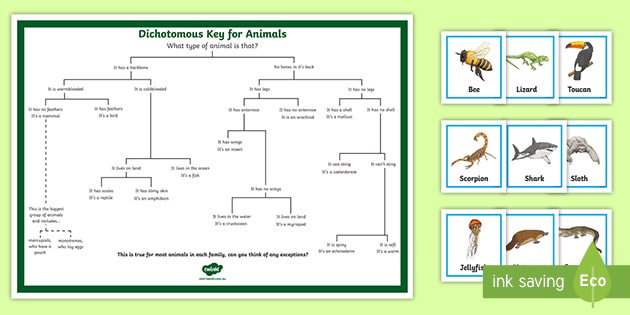 Dichotomous Key for Animals Matching Game (teacher made)
