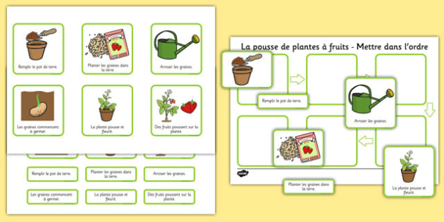La pousse de plantes à fruits - Mettre dans l'ordre