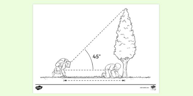 FREE! - Measuring Tree Height Colouring Sheet | Colouring Sheets