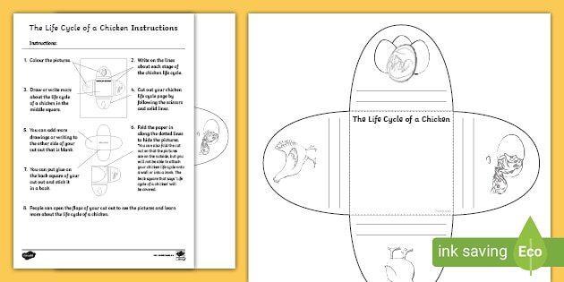 Chicken Life Cycle Interactive Visual Aid (teacher made)