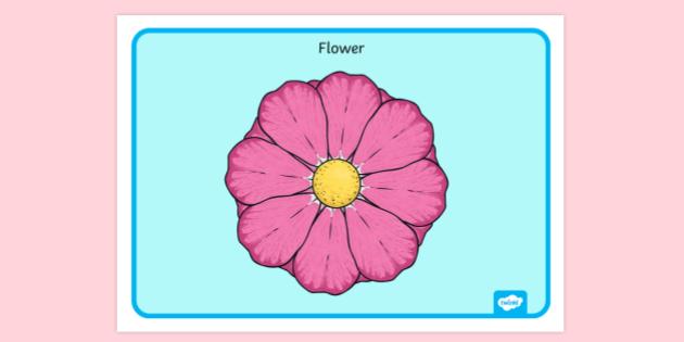 Basic Flower Display Poster | Primary Resources