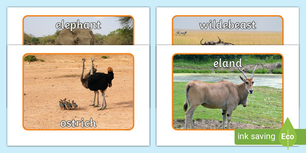 African Animals Display Photos (teacher made)