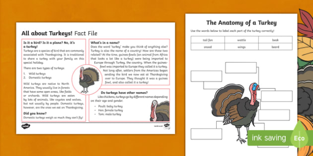 All About Turkeys Fact File and Worksheet / Worksheet