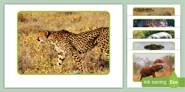 On Safari Photo Pack (teacher made)
