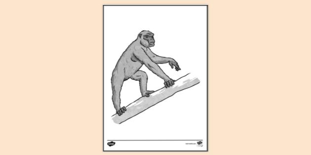 FREE! - Ardipithecus Ramidus Colouring | Colouring Sheets