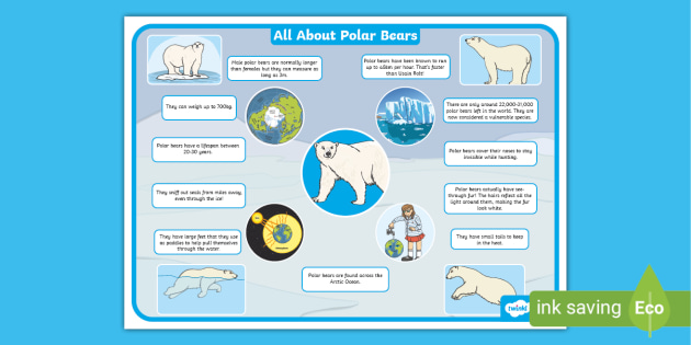 Polar Bears Resources | twinkl.co.uk