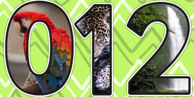 The Rainforest Themed A4 Photo Display Numbers - rainforest