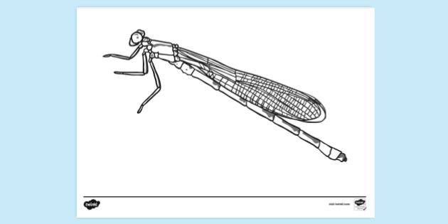 FREE! - Damselfly Colouring Sheets | Colouring Pages