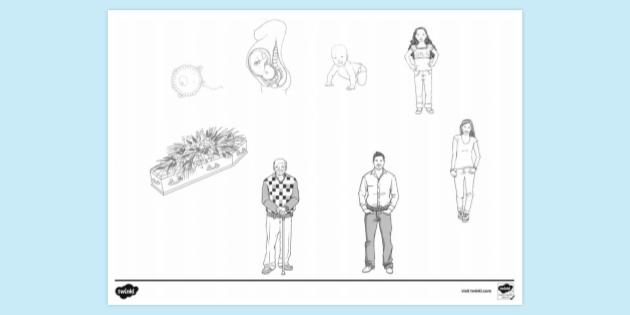 FREE! - Life Cycle Colouring Sheet | Teaching Resources | Twinkl