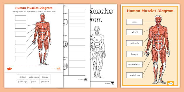 Human Body Diagrams 101 Diagrams