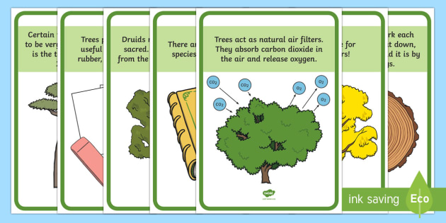 Tree Facts Display Posters - ROI- National Tree Week 5th