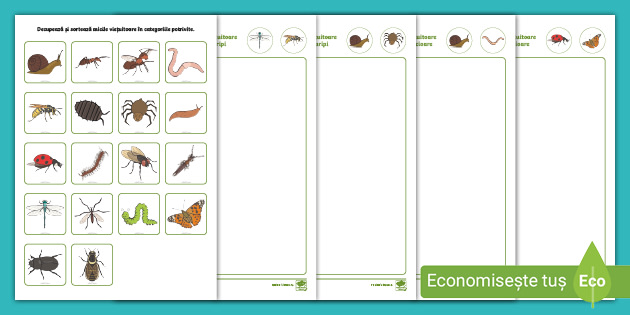 Insecte și mici viețuitoare – Activitate de sortare