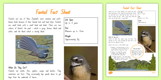 New Zealand Native Birds Fantail Fact Sheet (teacher made)