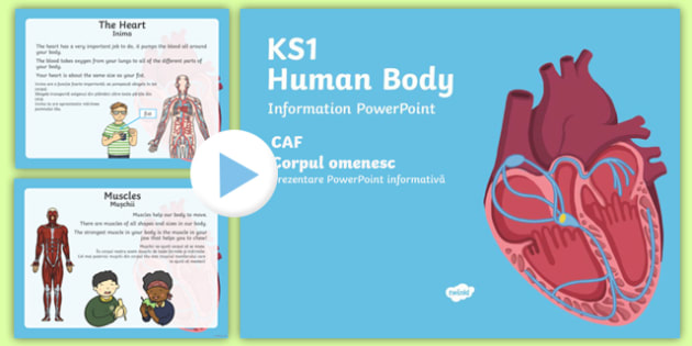 Human Body PowerPoints | twinkl.ca
