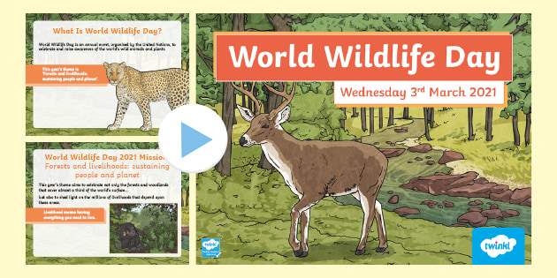KS2 World Wildlife Day Big Cats PowerPoint