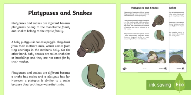 Platypuses and Snakes Information Report Writing Sample