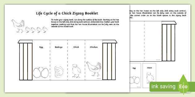 Life Cycle of a Chick Zigzag Book