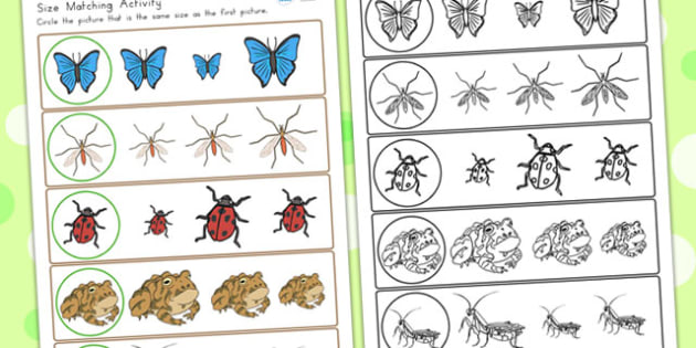 Minibeast Size Matching Worksheet (teacher made)