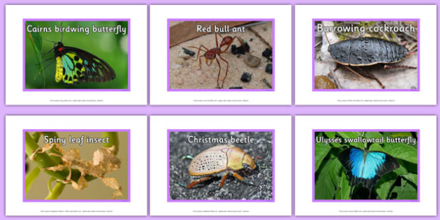 Australian Insects Display Photos (teacher made)