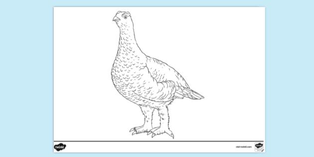 Grouse Colouring Page