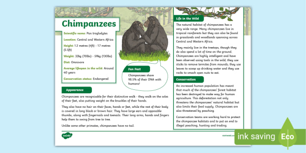 Chimpanzee Fact File - Twinkl Resources - Animals