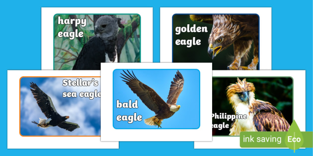American Eagle Life Cycle