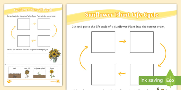 Life Cycle Of A Plant Booklet