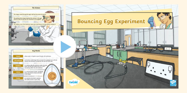 Bouncing Egg Experiment PowerPoint (teacher made)