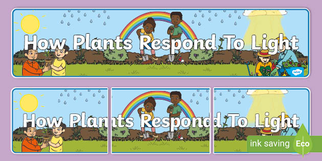 How Plants Respond To Light Display Banner (teacher made)