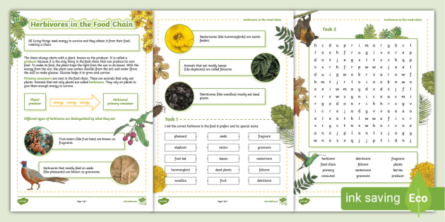 Herbivore Food Chain | Twinkl (teacher made)