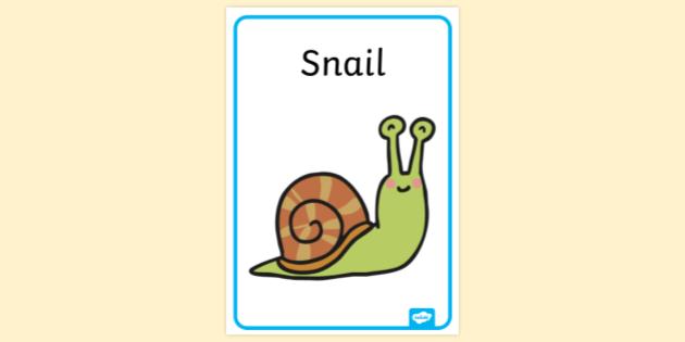 Snail Poster for Display | Primary Resources - Twinkl