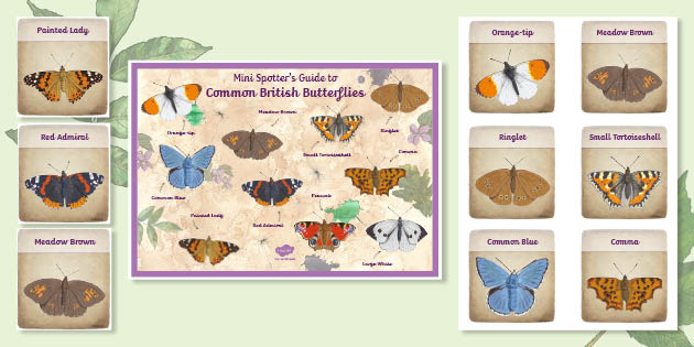 Common British Butterflies Spotter Guides (teacher made)