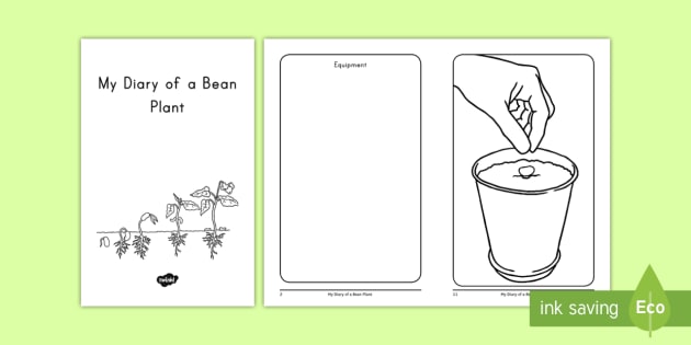 * NEW * My Diary of a Bean Plant Booklet - seed, root, shoot, seedling