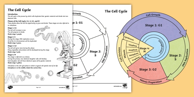 cell theory coloring page answers