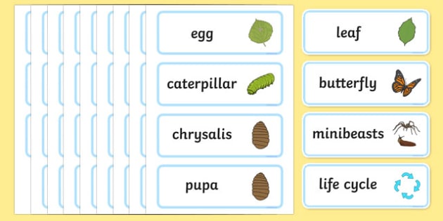 FREE! - General Lifecycle Word Cards (teacher made)